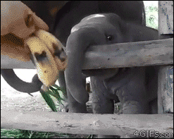 GIFs of Animals Eating That'll Make You Smile