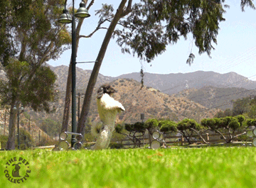 21 GIFs of Cute Dogs Hopping