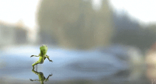 frog mindblown : gifs