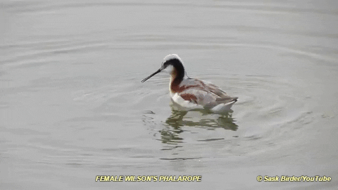 All three species of phalarope (pictured: Wilson's Phalarope) display ...