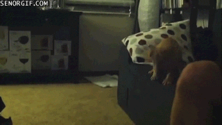21 GIFs of Cute Dogs Hopping