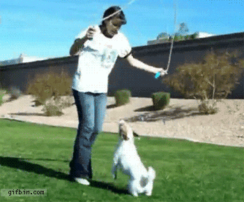 21 GIFs of Cute Dogs Hopping