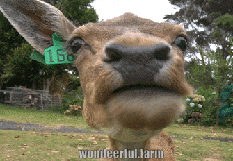Funny DEER gif