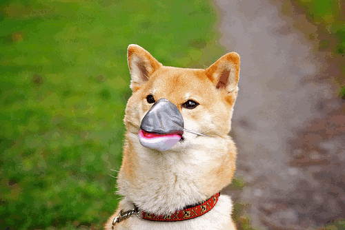 Came across this when I searched Google Images for "Shiba Inu". I don't ...