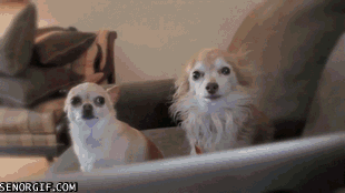 Dogs watching Lady and the Tramp : r/gifs