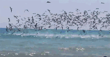 Just a Bat Swimming : gifs