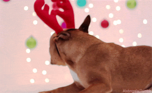 Excited Dog Gif Tumblr Dog Excited GIFs | Tenor